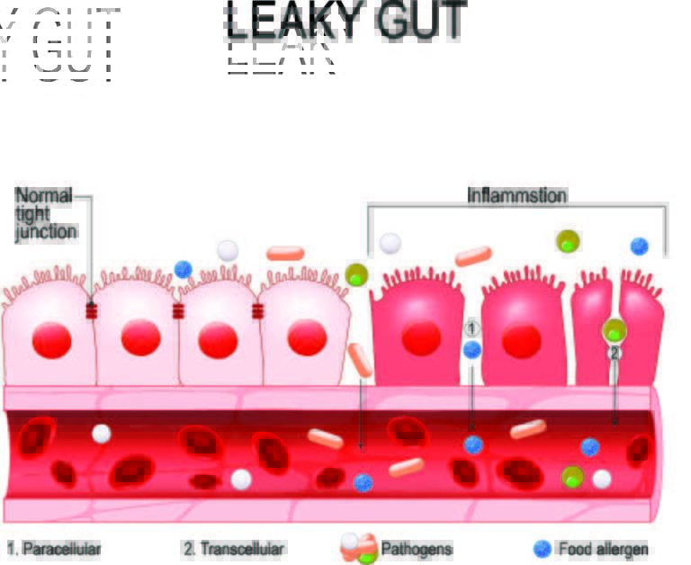 Gut Health and the Microbiome: Men's Guide to Optimization